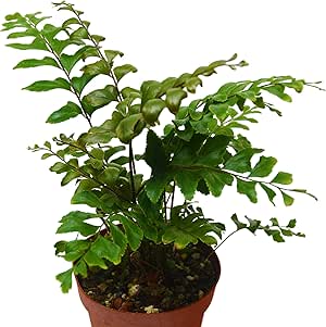 Amazon.com: Mahogany Fern - Live Plant - FREE Care Guide - 4" Pot - Low ...