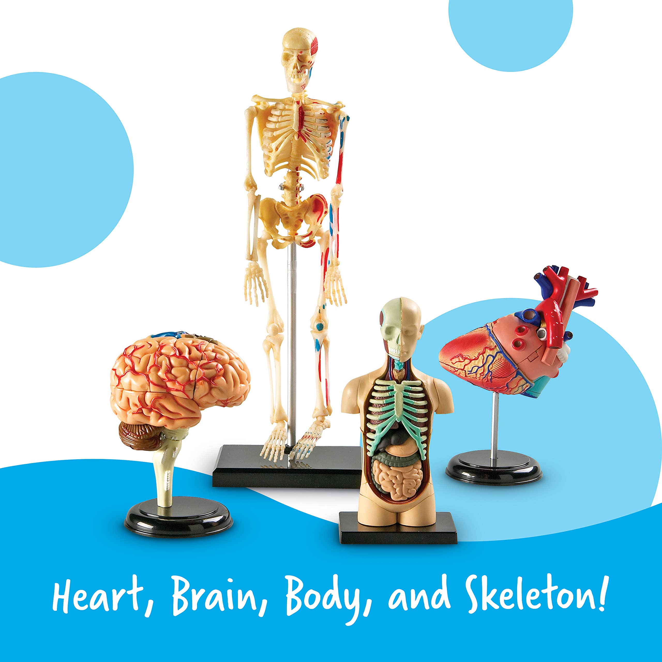 Mua Learning Resources Anatomy Models Bundle Set - Skeleton and ...