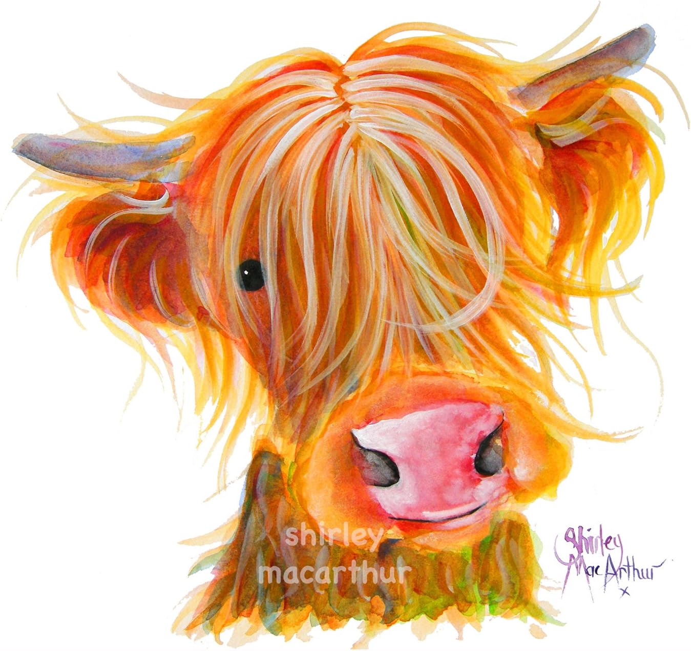 Shirley MacArthur HIGHLAND COW ART BOX CANVAS PRINT ' CORNFLAKE (20 x ...