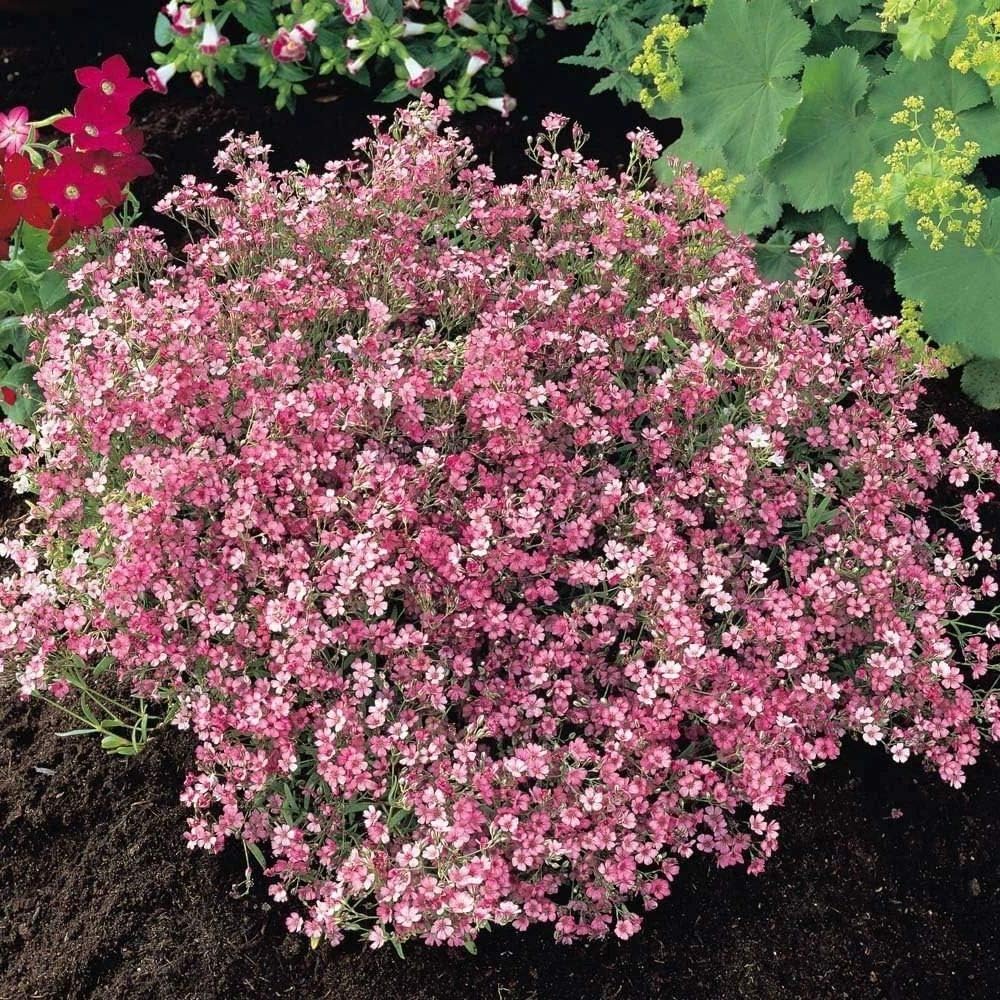 Pink Baby’s Breath (Gypsophila rosea) Seeds Garden Decor Flower Plant ...