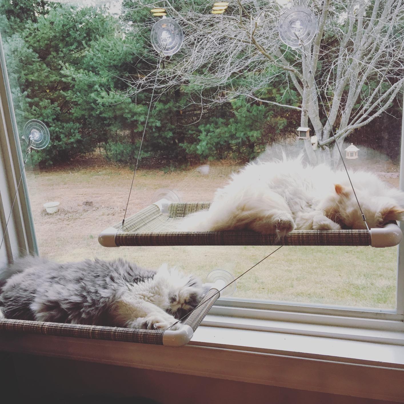 Pictures – Kitty Cot Original™