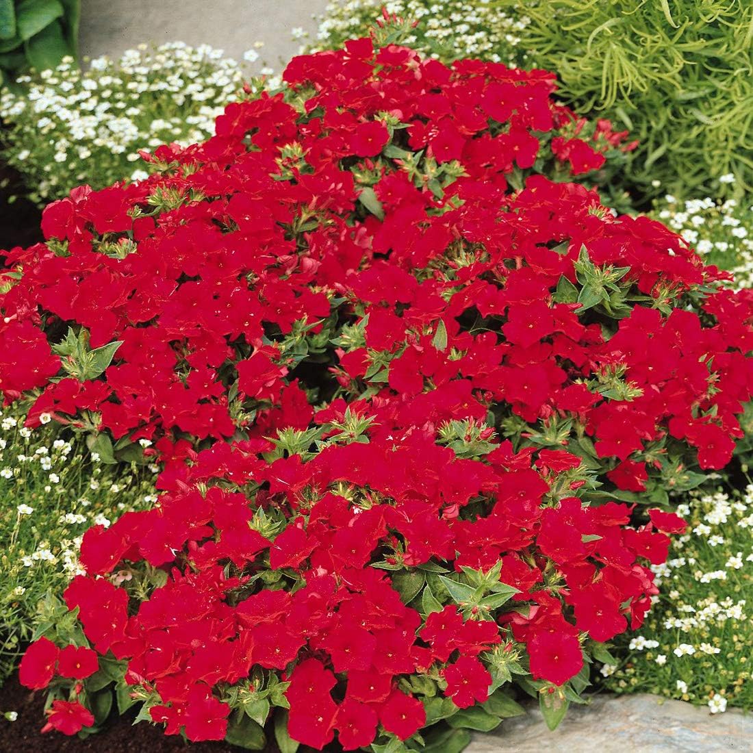 Amazon.com : Outsidepride Phlox Scarlet Seed - 1/2 LB : Flowering ...