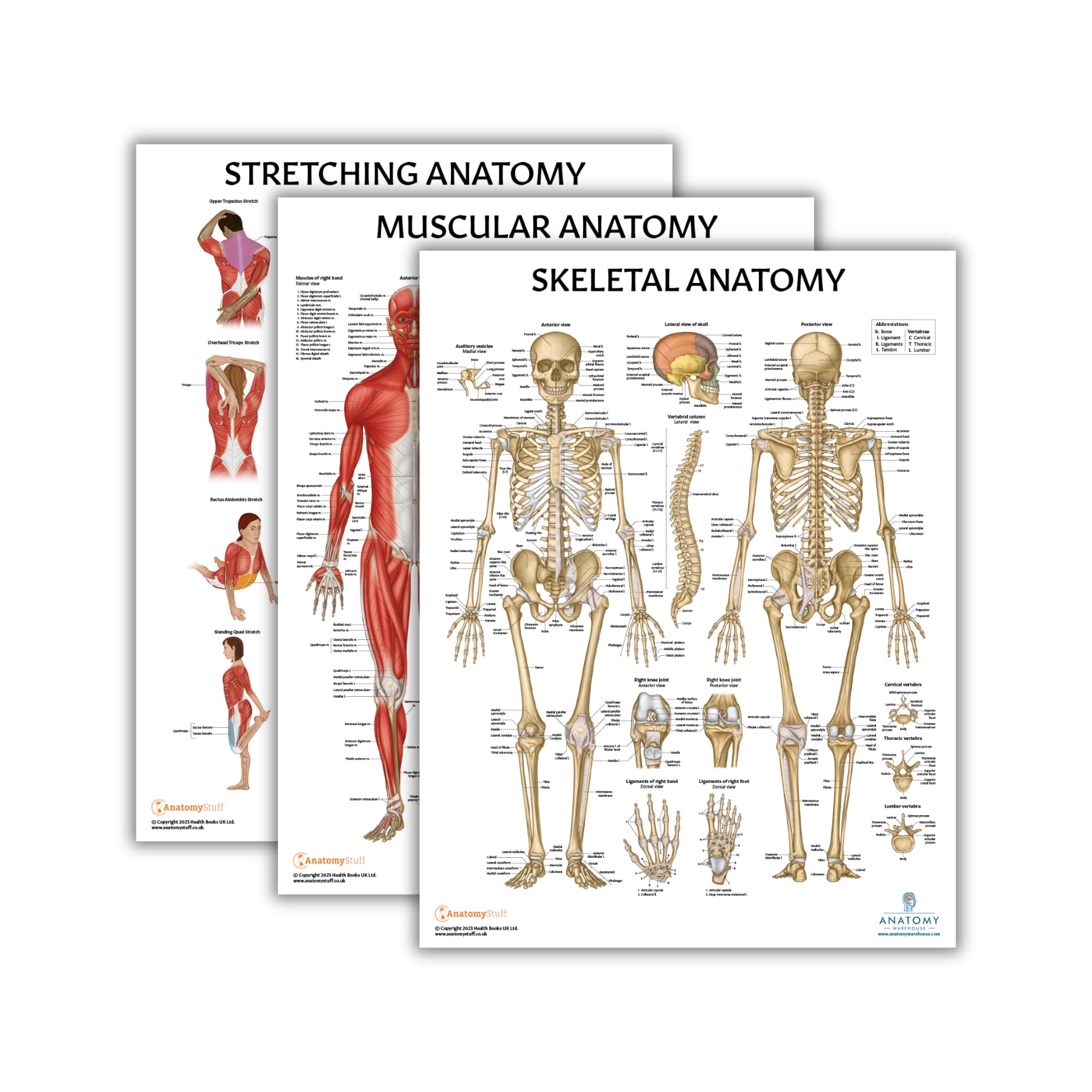 Mua Anatomy Lab 3 PACK Stretching, Muscular, and Skeletal Human Anatomy ...