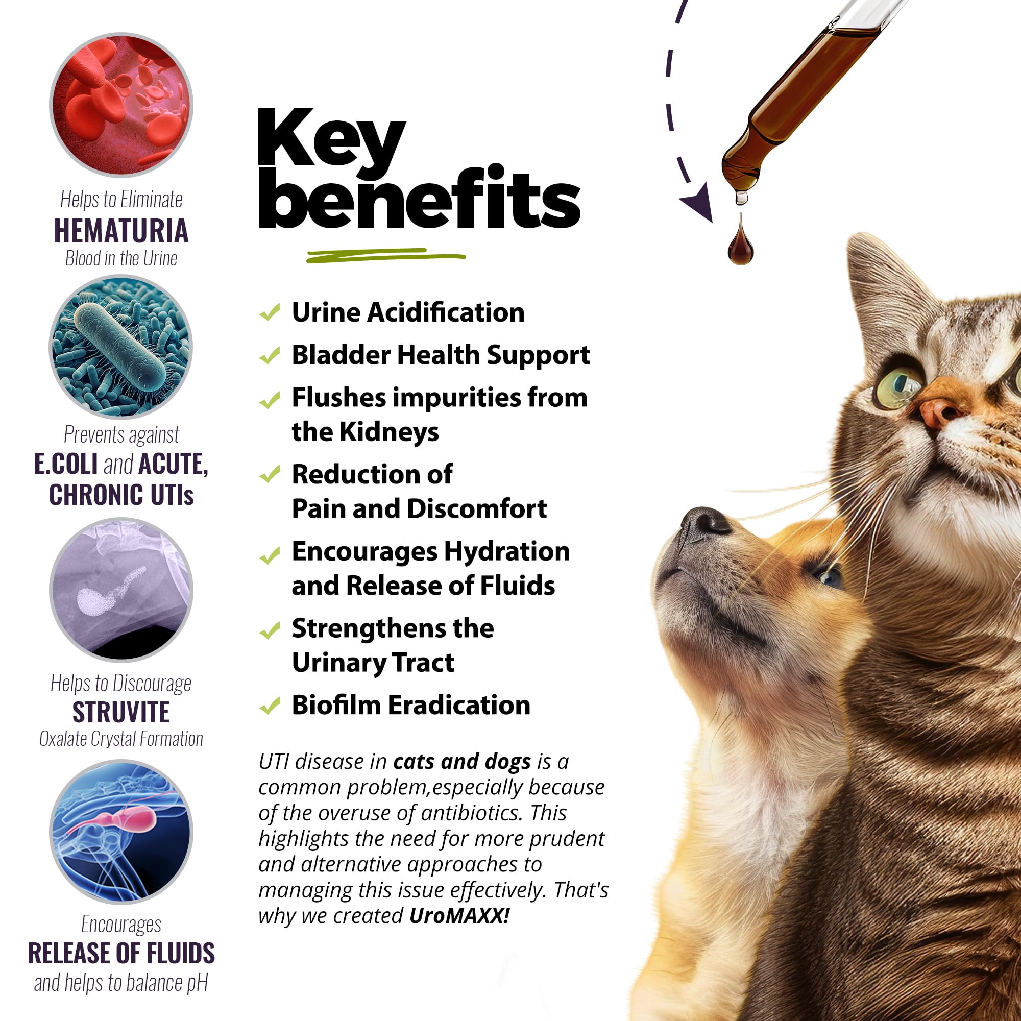 Mua Cat & Dog Urinary Tract Treatment, Bladder & Kidney Support for ...