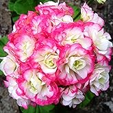 Amazon.com : CHUXAY GARDEN Rose Color Geranium Flower Seed 50 Seeds ...
