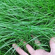 Canada Green Grass Seed, 500 Grams: Amazon.co.uk: Garden & Outdoors