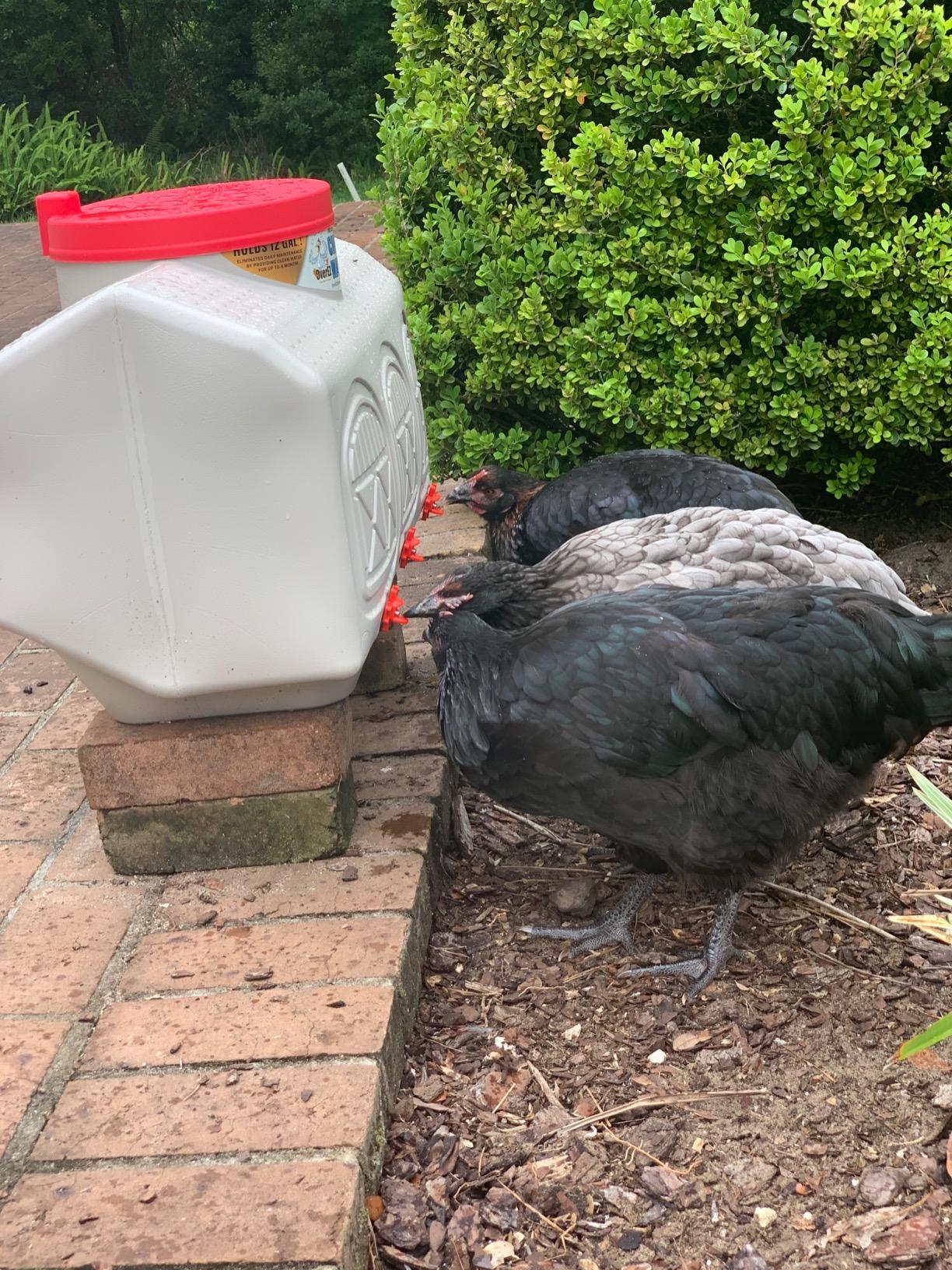 $15/mo - Finance OverEZ Automatic Chicken Waterer with No Spill System ...