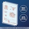 2 Pack - Female Reproductive Anatomy Poster + Pregnancy and Birth ...
