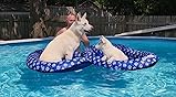 Amazon.com: SwimWays Spring Float Paddle Paws Dog Pool Float - Small (0 ...
