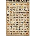 Amazon.com: Retro Metal Tin Sign Types of Ball Pythons Poster Sign for ...