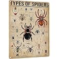 Amazon.com: HYBLOM Vintage Types Of Spiders Metal Sign - Educational ...