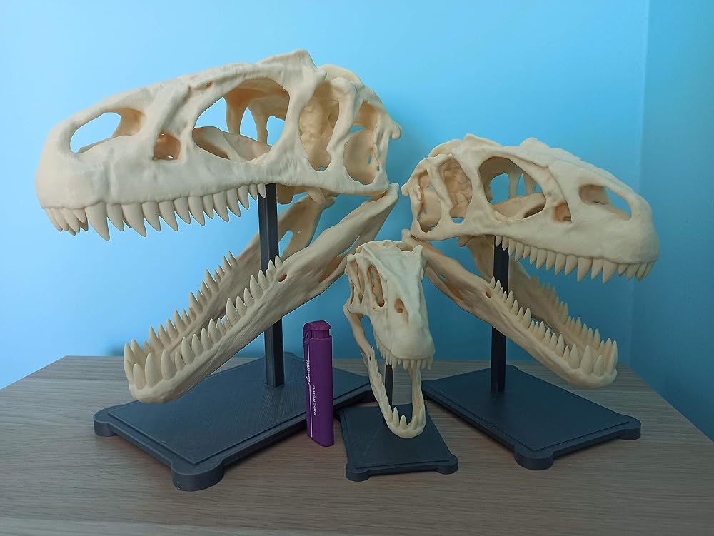 Amazon.com: Allosaurus skull 3d printed replica with stand: Handmade