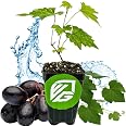 Amazon.com : Southern Home Muscadine Grape - Vitis rotundifolia by ...