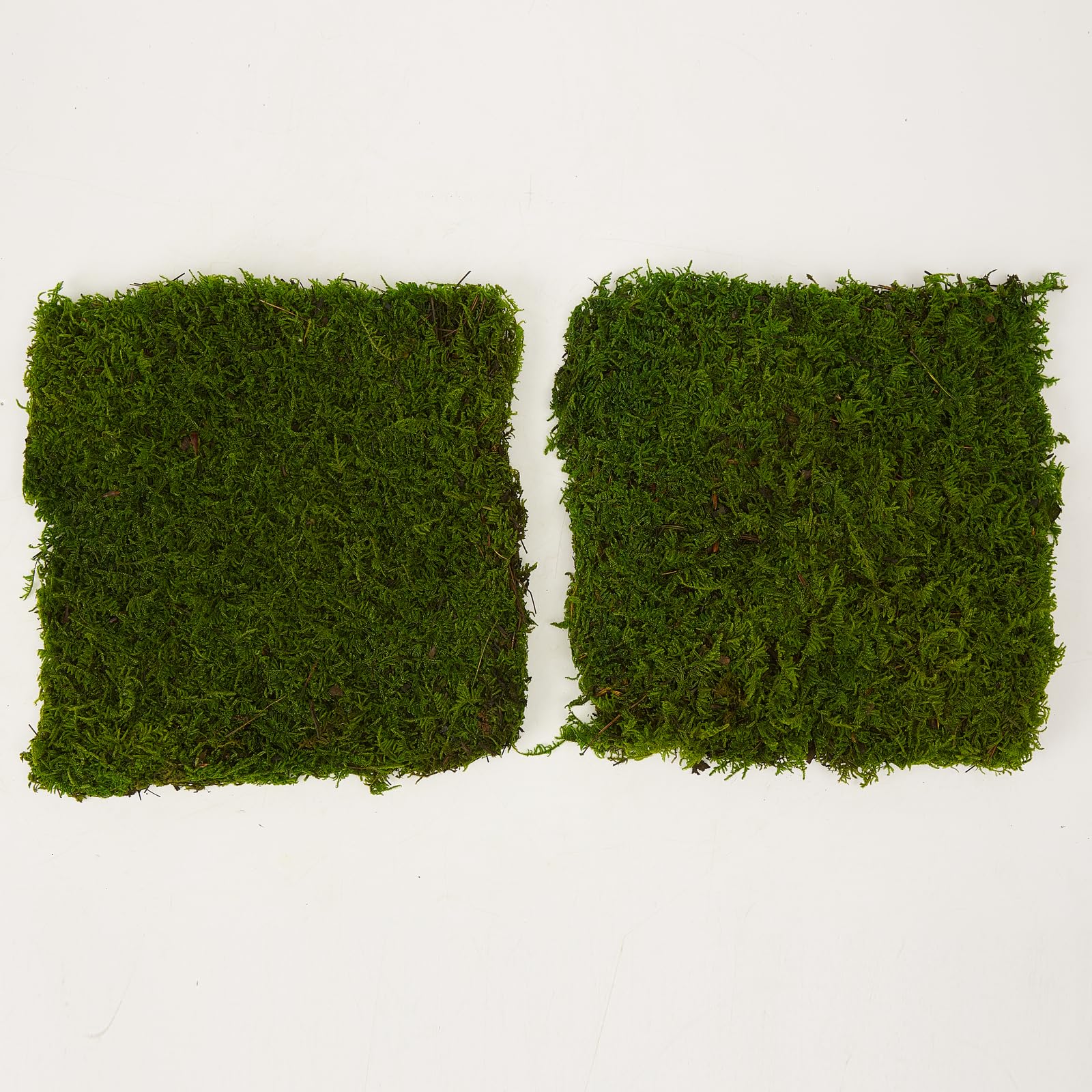 Prefleur Preserved Sheet Moss Natural Green Decorative Real Natural ...