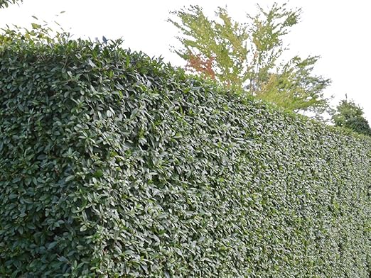 5 Stk. Liguster Atrovirens 3 bis 5 Triebe - Ligusterhecke Wurzelware 60 ...