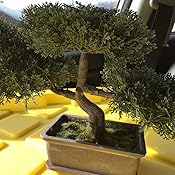 Amazon.com: T-Trove Artificial Japanese Cedar Bonsai Tree 9 inch tall ...