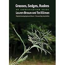 An Illustrated Guide To Common Grasses Sedges And Rushes