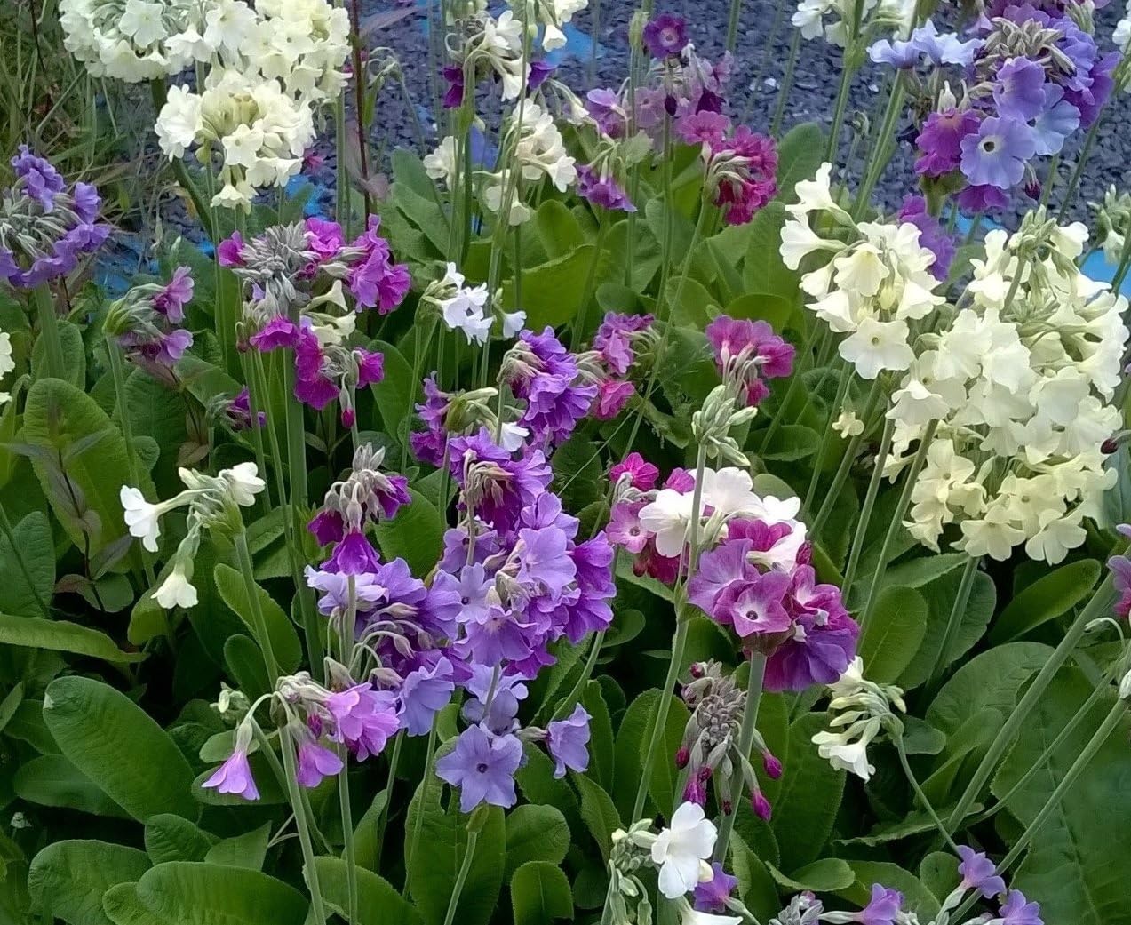 Primula alpicola 3 varieties 2 plants of each (6 plants in total ...