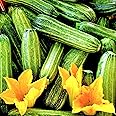 Amazon.com : TomorrowSeeds - Costata Romanesco Zucchini Seeds - 20 ...