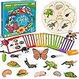 Amazon.com: JoyCat Life Cycle Learning Education Toys, Insect ...