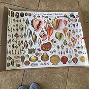 Amazon.com: North American Shells Educational Science Chart Poster 36 x ...