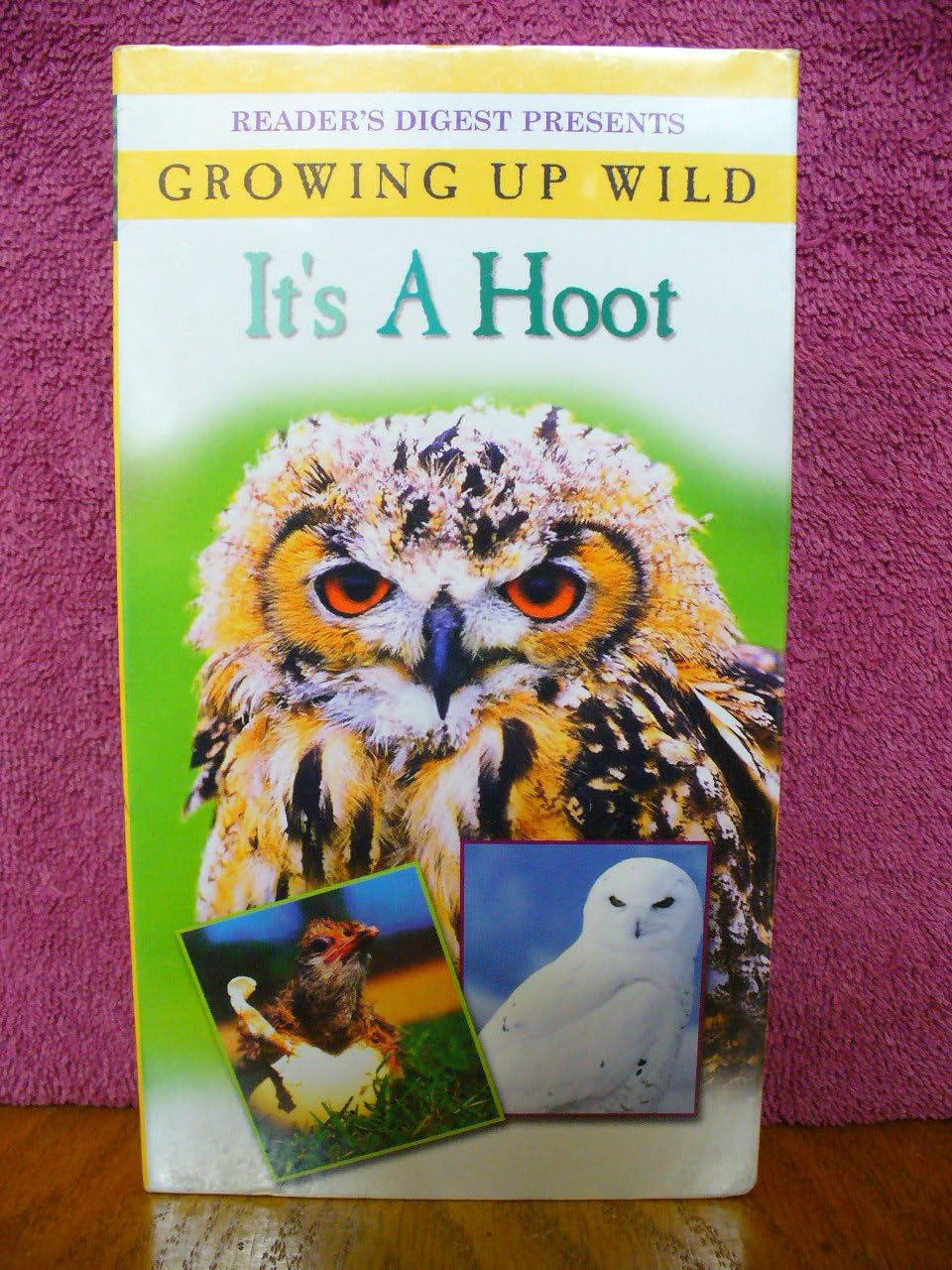 Amazon.com: Growing up Wild: It's a Hoot: Movies & TV
