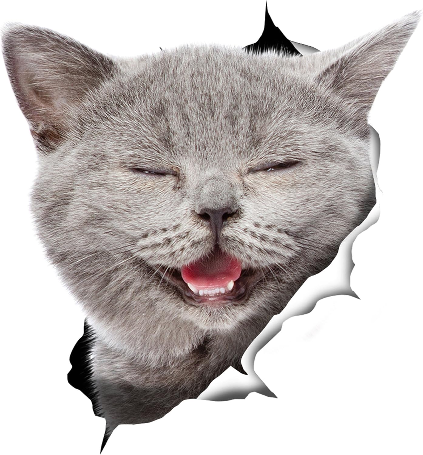 Amazon.de: Winston & Bear 3D Katze Aufkleber - 2er-Pack - lachen graue ...