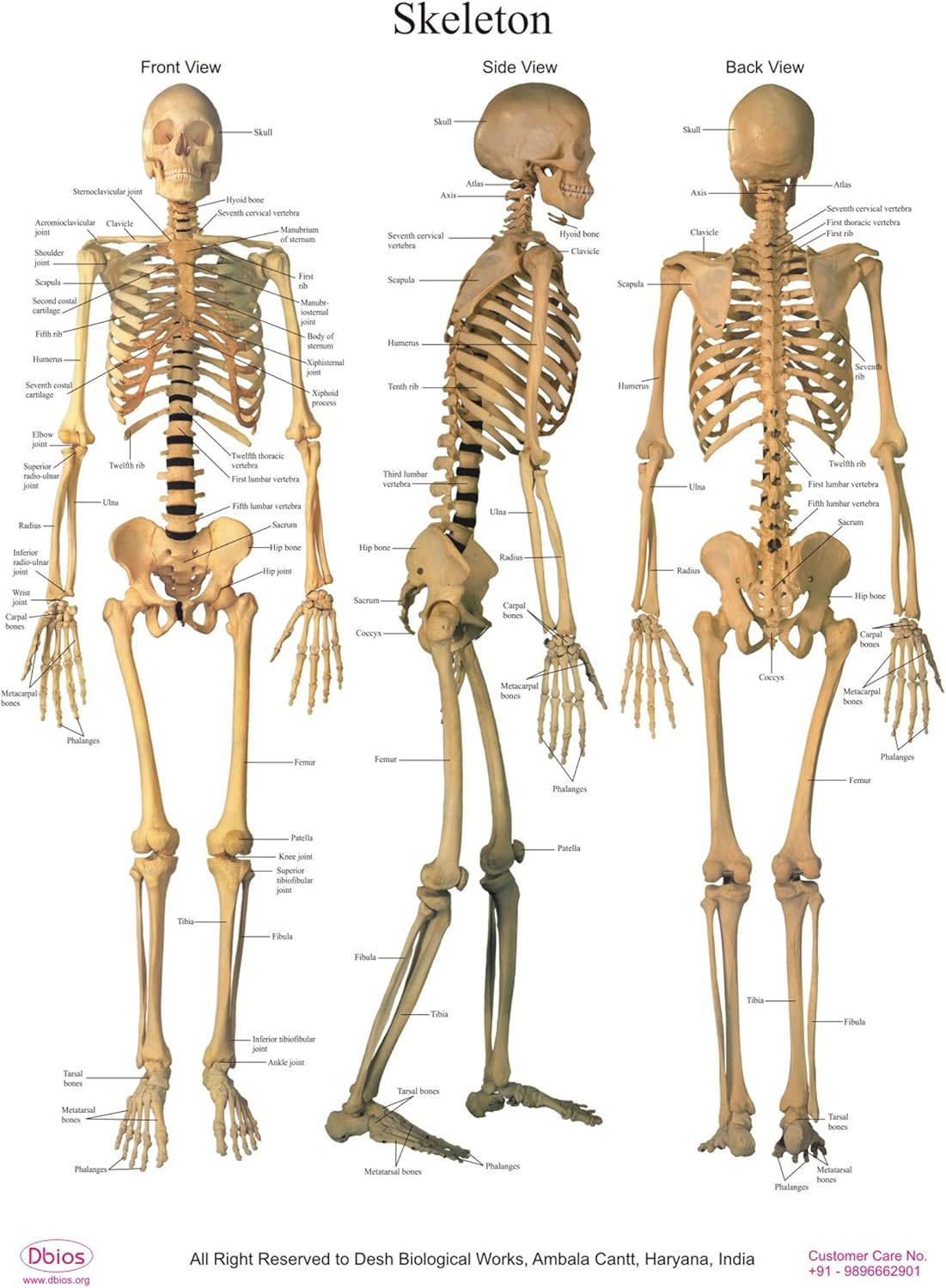 Dbios Digitally Printed Laminated Poster Skeleton Educational Wall ...