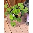 Amazon.com : Live Oxalis Medium Cluster Growing in 4" Pot Several ...