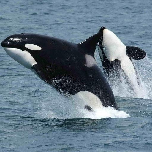 Marine Mammal Species Trivia Quiz Amazon co uk Appstore For Android marine-mammal-species-trivia-quiz-amazon-co-uk-appstore-for-android