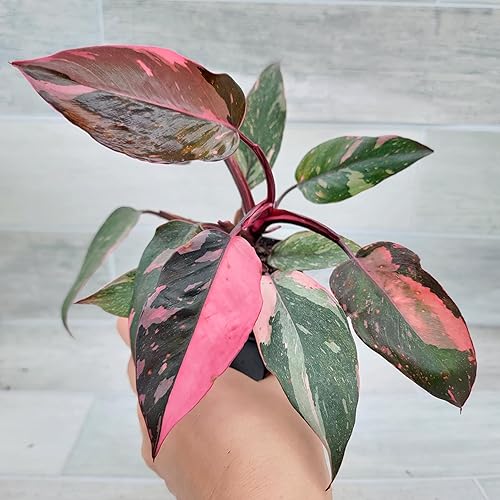 Philodendron Pink Princess – Rare Variegated Aroid | 3″ Fully Rooted ...