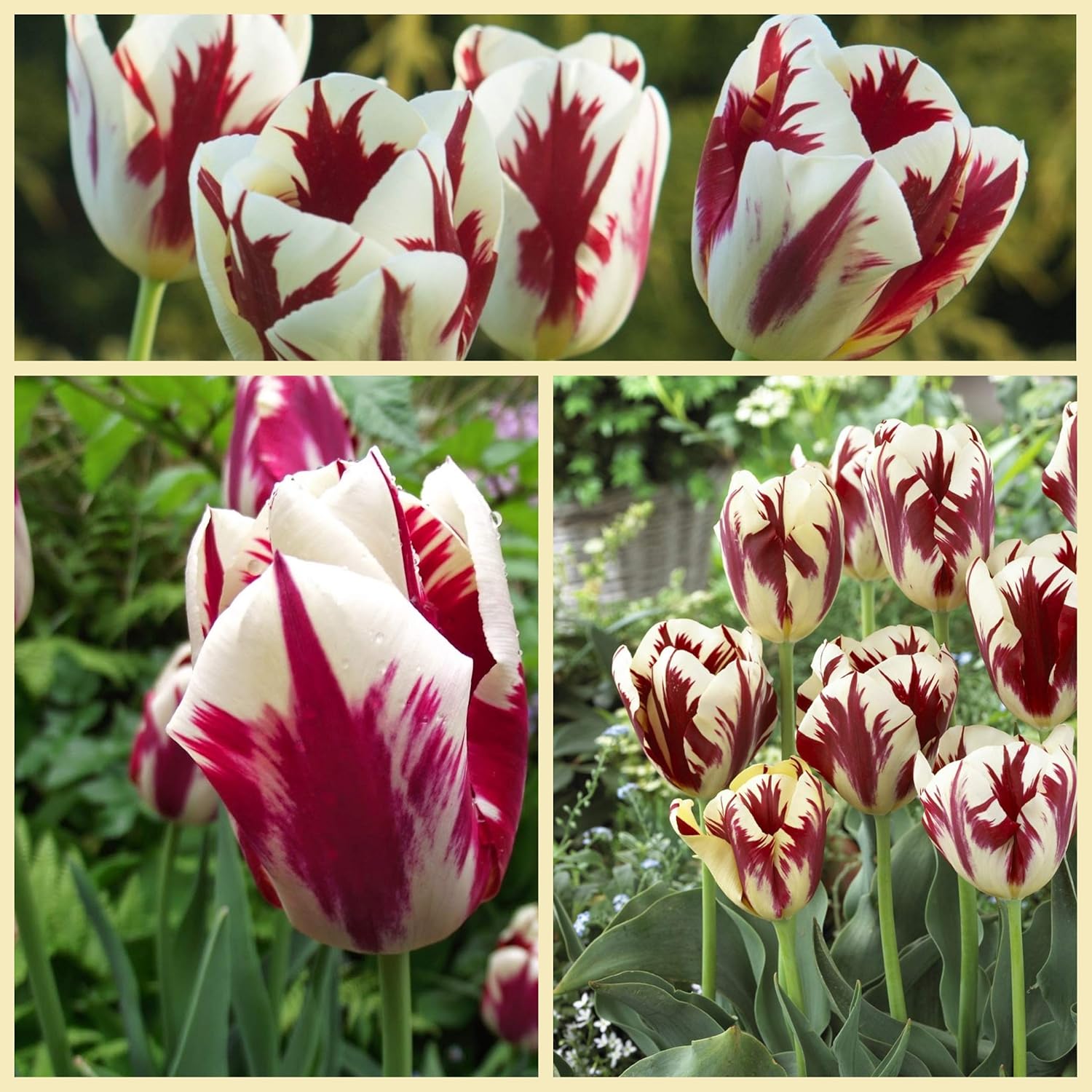 Triumph Tulip Grand Perfection Flower Bulbs Size 10/11 (10): Amazon.co ...