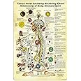 Amazon.com: NEGLAI Taoist inner Alchemy Anatomy Chart Knowledge Tin ...