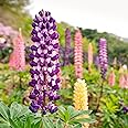 Amazon.com : PLATAGO Lupine Seeds, Pack of 5000+ Perennial Mix Lupinus Polyphyllus Flower Seeds ...