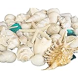 Amazon.com: Tumbler Home White Sea Shell Mix with Blue and White Sea ...
