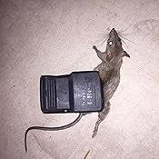 Amazon.com : Bell Labs Trapper T-Rex Rat Trap (4 Traps) : Home Pest ...