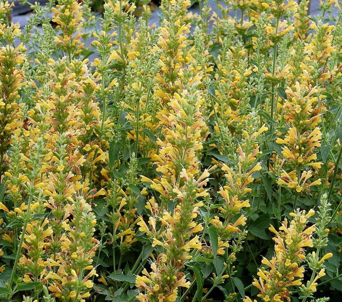 Agastache kudos yellow - tikloatomic