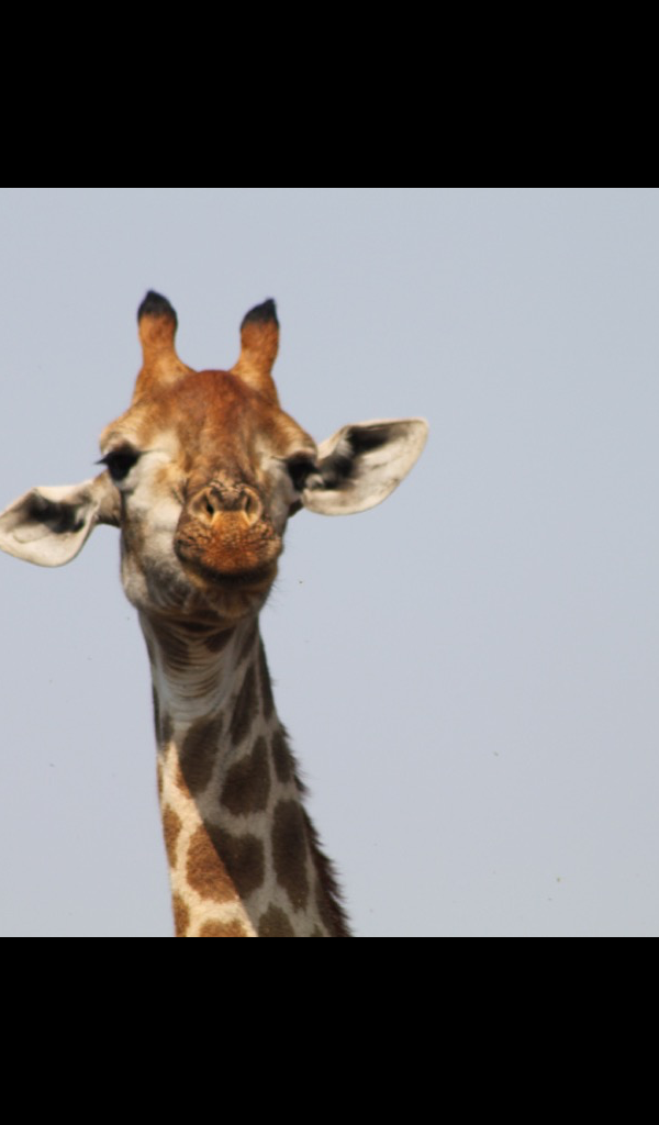 funny giraffe Wallpaper -- HD Wallpapers of funny giraffes!:Amazon.co.uk:Appstore for Android