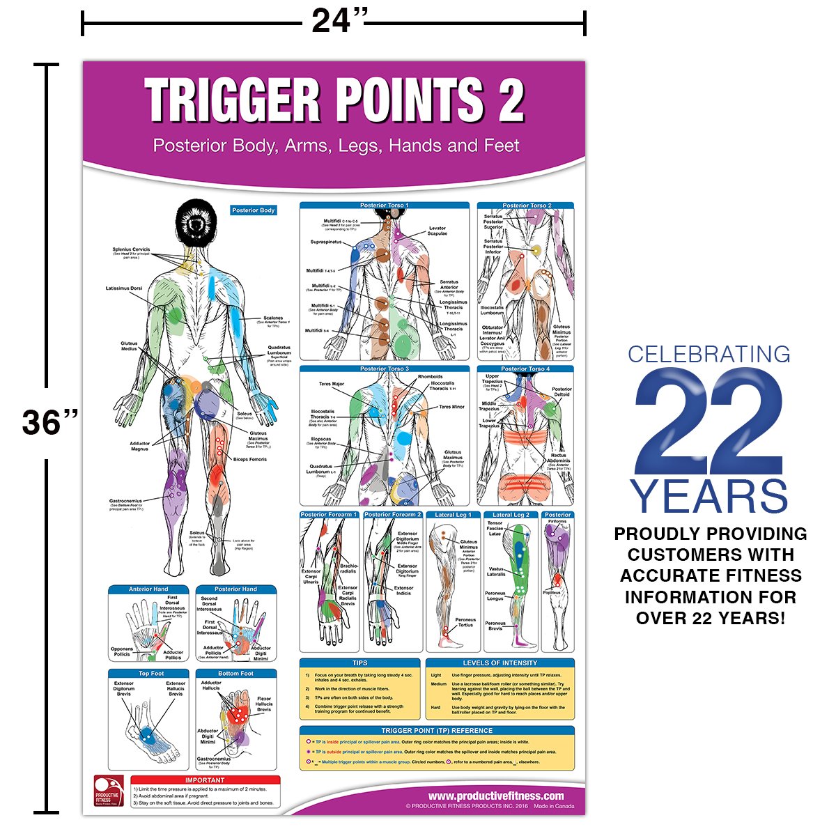 Mua Trigger Point Therapy Chart/Poster Set; Acupressure Charts ...