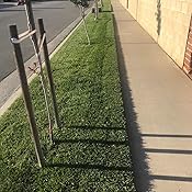 Amazon.com : Southland Sod 4 Marathon II Grass Seed Mix, 5 Pounds ...