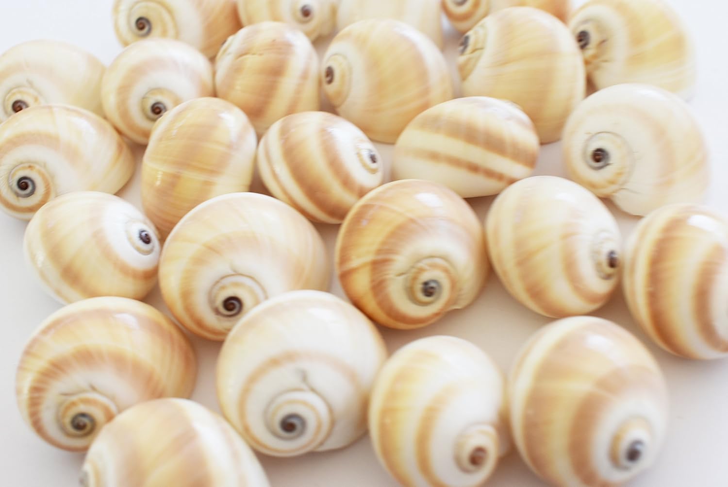 Amazon.com: 24 Beautiful Small Shark Eyes Moon Shells Seashells (1-1.5 ...