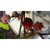 Amazon.com : Mulberry "Dwarf Everbearing" Price Includes Four (4 ...
