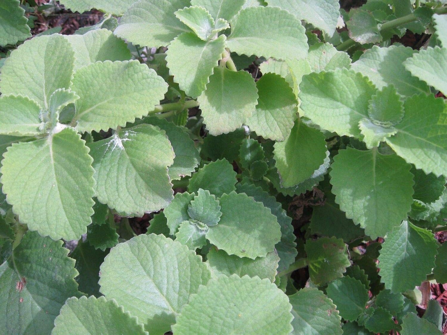 Plantes, graines, bulbes Origano Cubano Talee Cuttings 5 Plectranthus ...