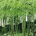 Amazon.com : CHUXAY GARDEN 60 Seeds Phyllostachys Edulis,Moso Bamboo ...