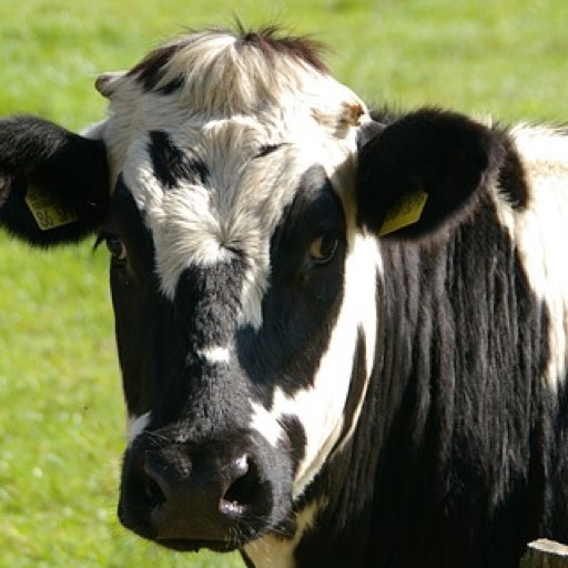 Holstein Cow Wallpaper -- HD Wallpapers of Holstein Cows!: Amazon.es ...