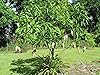 Mango Tree - Live Fruit Tree in a 3 Gallon Pot - Mangifera Indica ...