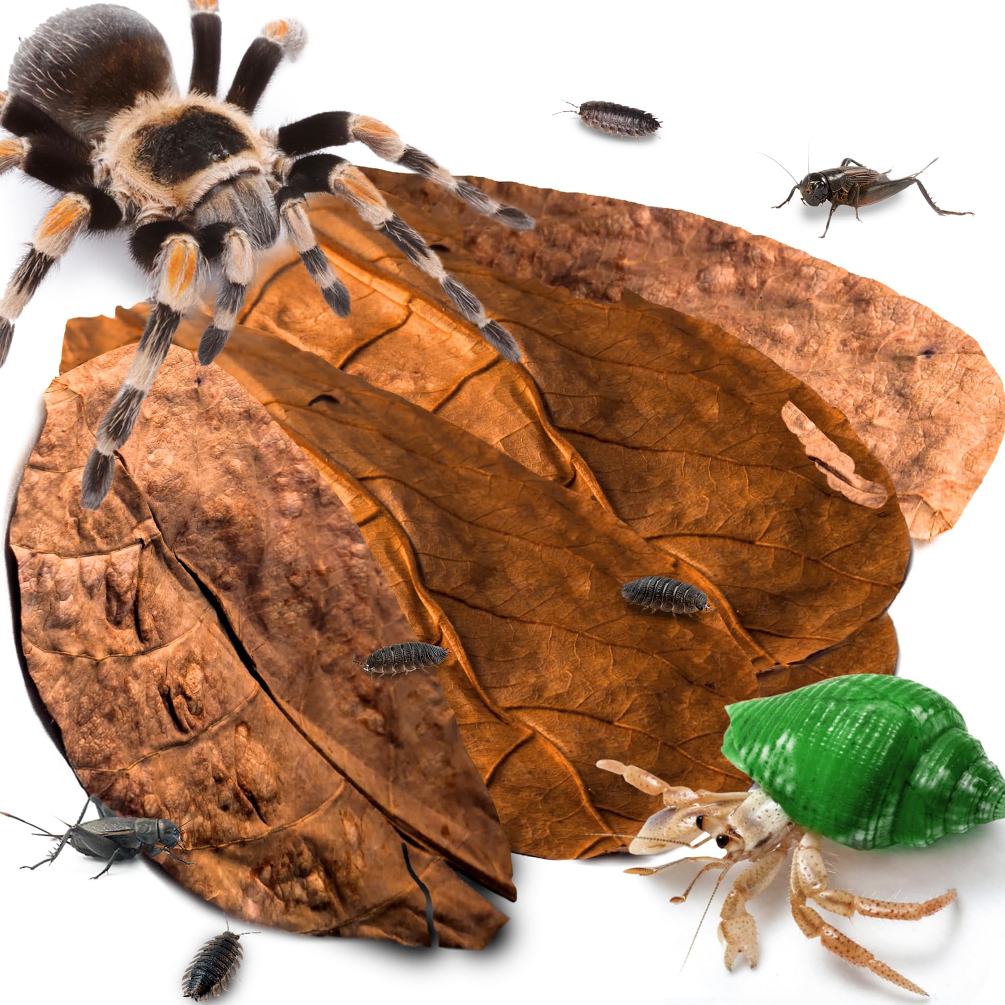 Mua SunGrow 10 Pack Hermit Crab Large Catappa Indian Almond Leaves ...