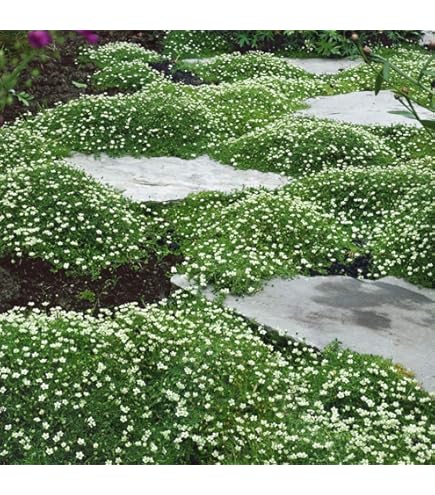 Cedar Ground Cover Plant