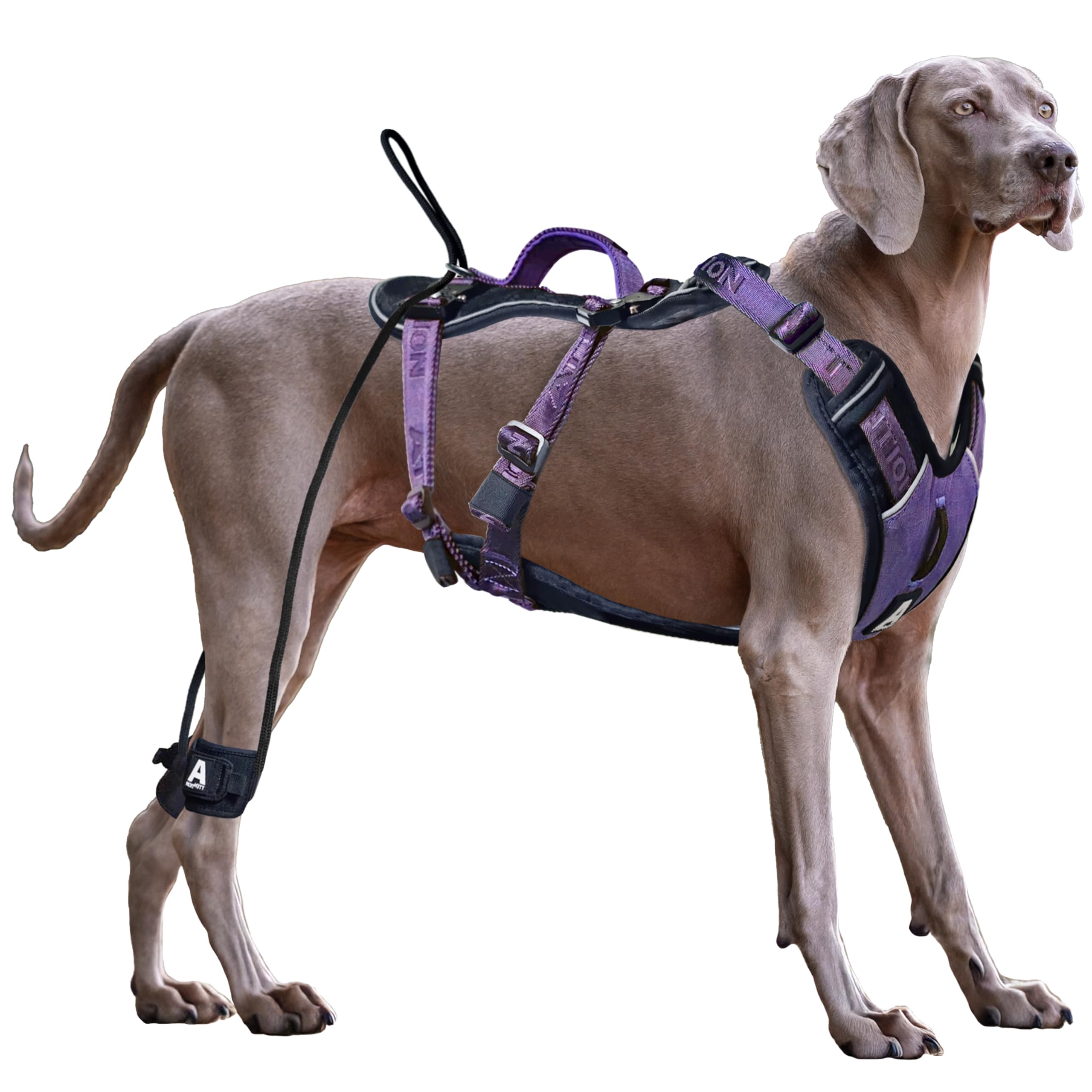 ANAFNI Easy Walk No Pull Dog Harness for Large Dogs, Heavy Duty ...