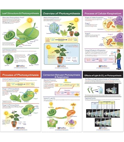 Cellular Respiration And Photosynthesis Poster